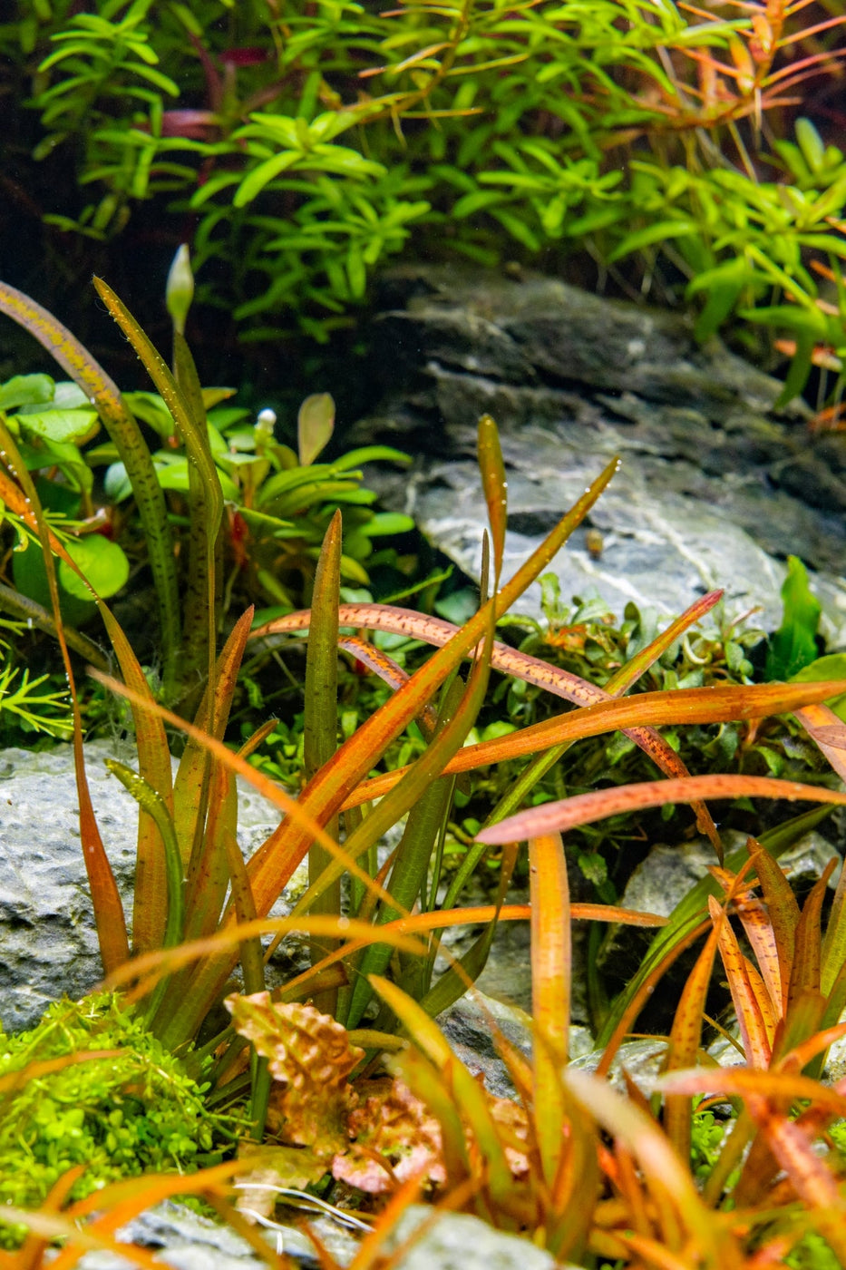 Vallisneria Spiralis Leopard — Buce Plant