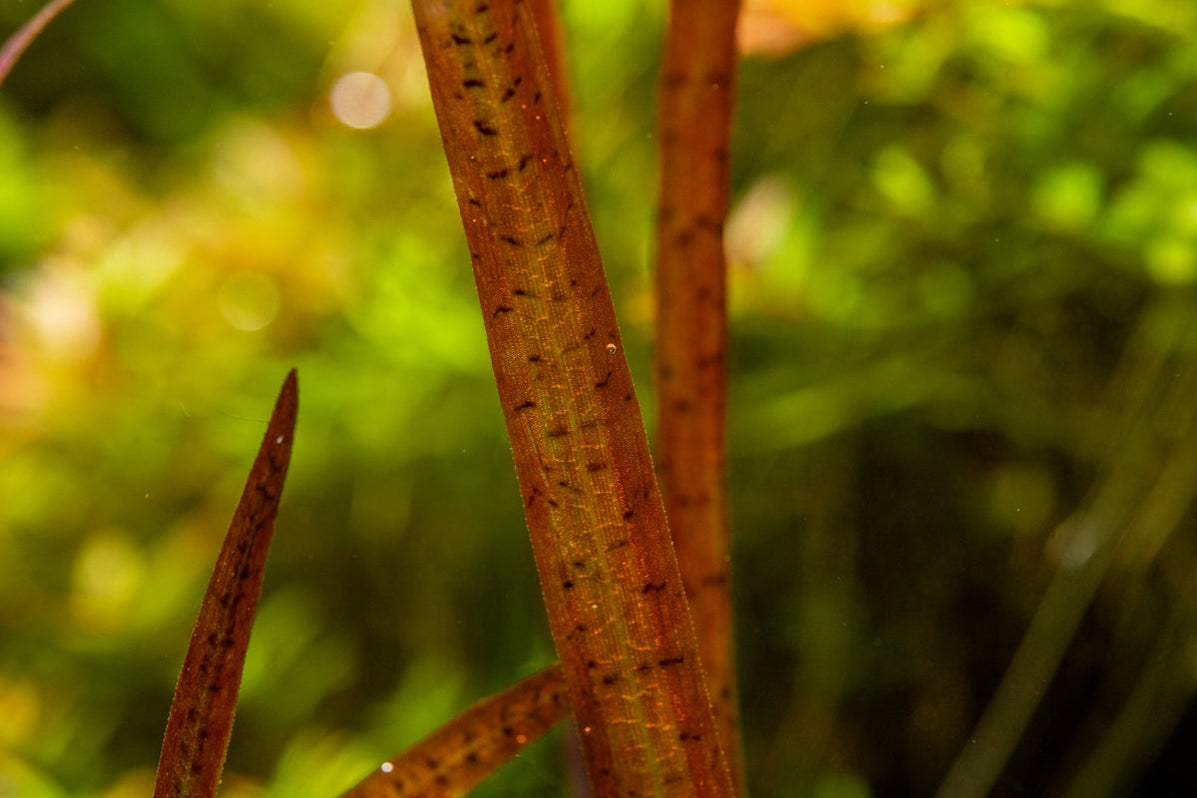 Vallisneria Spiralis Leopard — Buce Plant