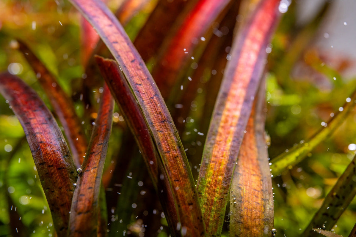 Vallisneria Spiralis Leopard — Buce Plant