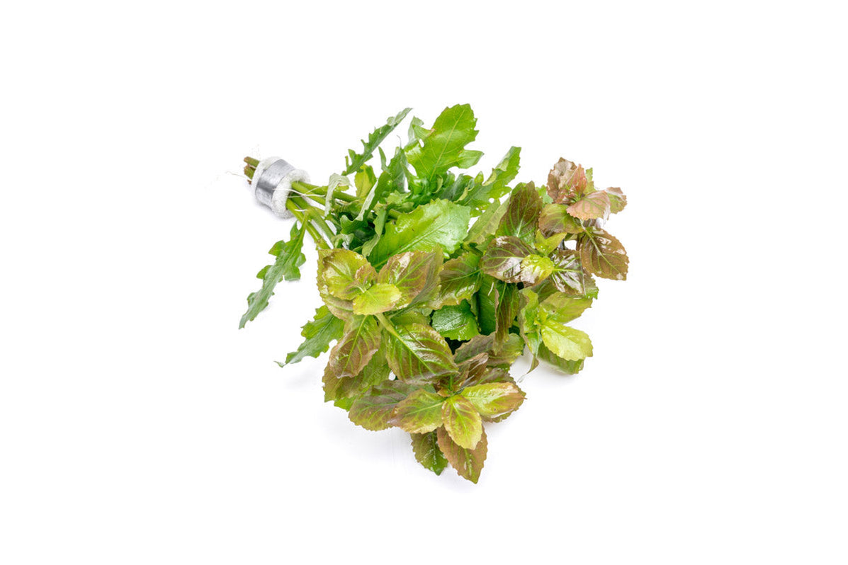 Water Wisteria/Hygrophila Difformis Aquarium Plant — Buce Plant