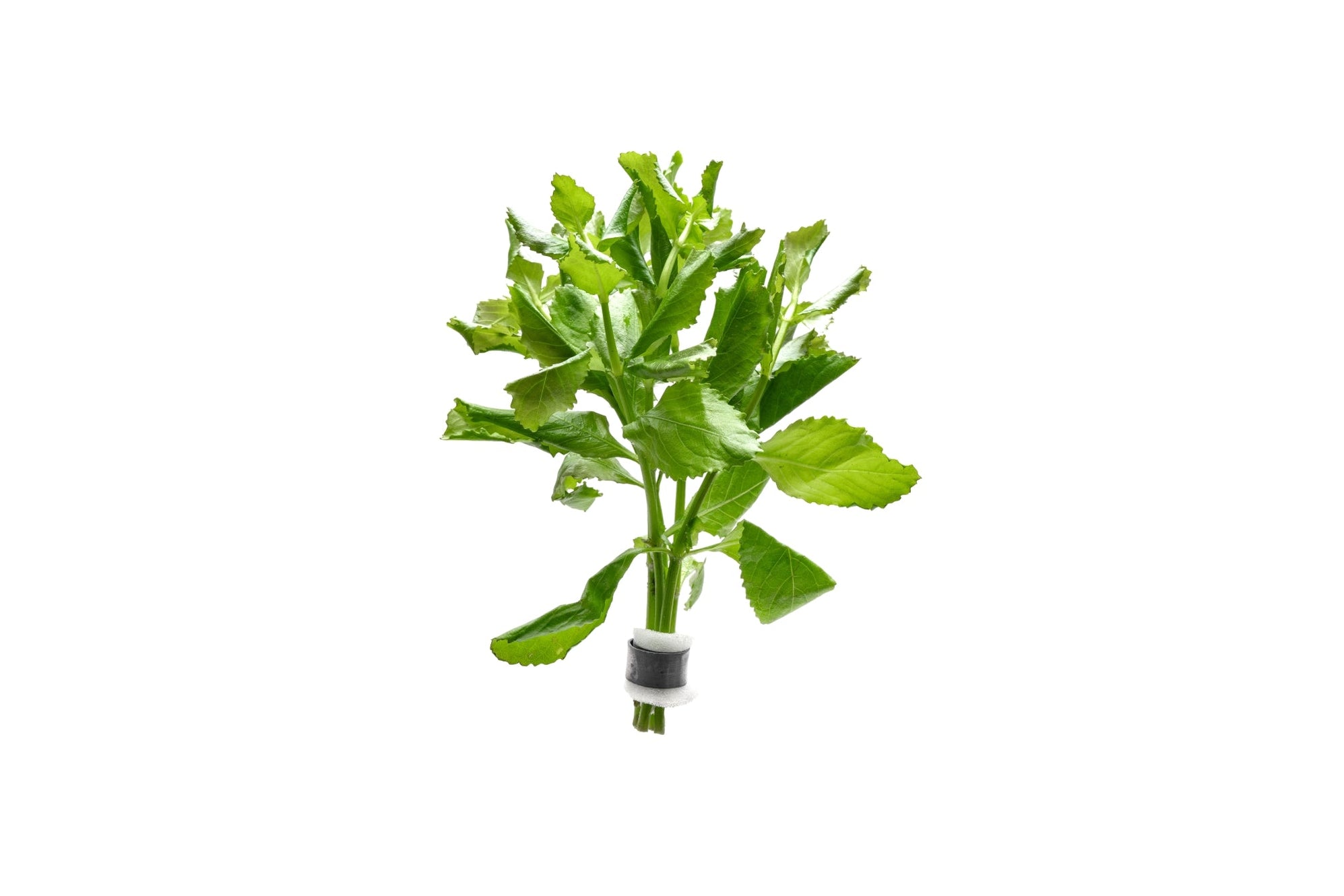 Water Wisteria/Hygrophila Difformis Aquarium Plant — Buce Plant