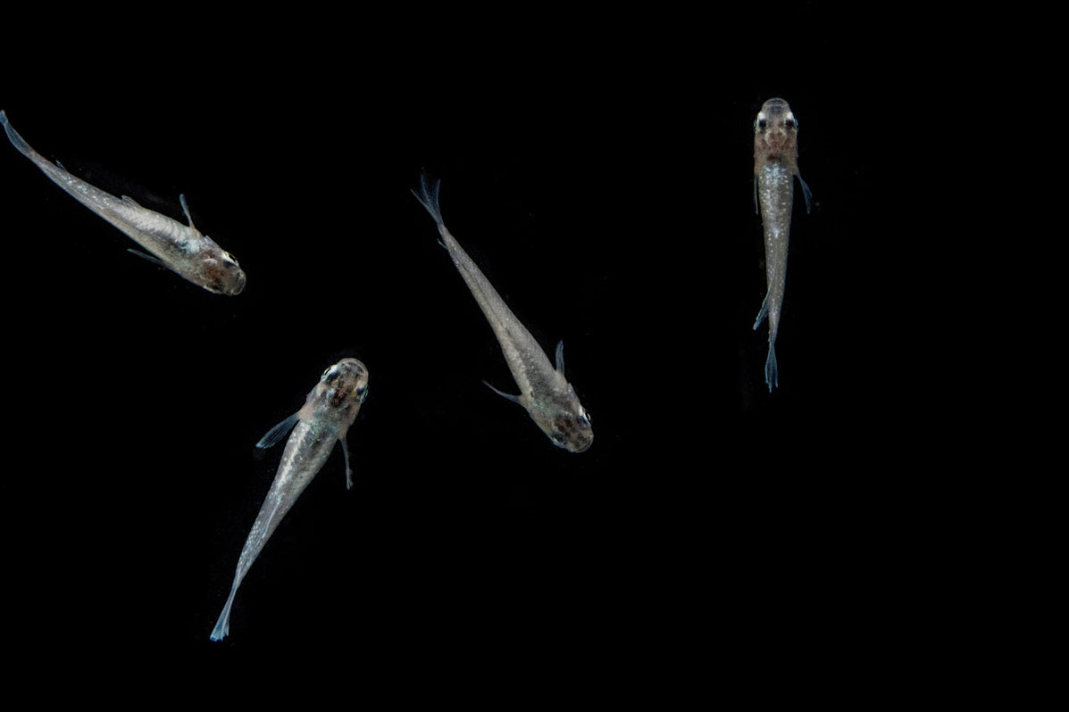 White Galaxy Long Fin Rice Fish - Planted Aquarium and Community Tanks ...