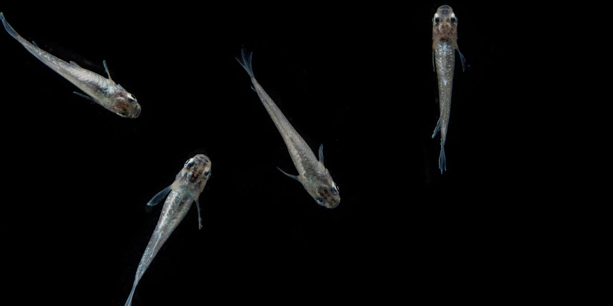 White Galaxy Long Fin Rice Fish - Planted Aquarium and Community Tanks ...