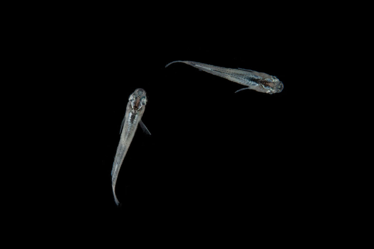 White Medaka Rice Fish - Planted Aquarium and Community Tanks — Buce Plant