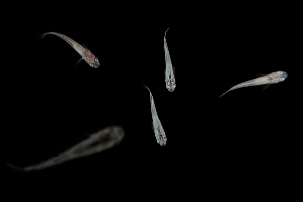 Japanese Rice Fish — Buce Plant