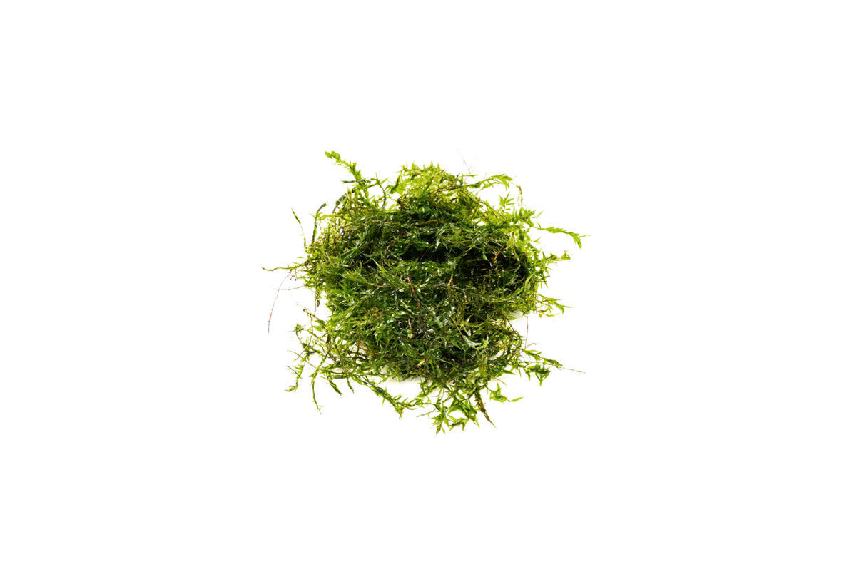 Willow Moss — Buce Plant