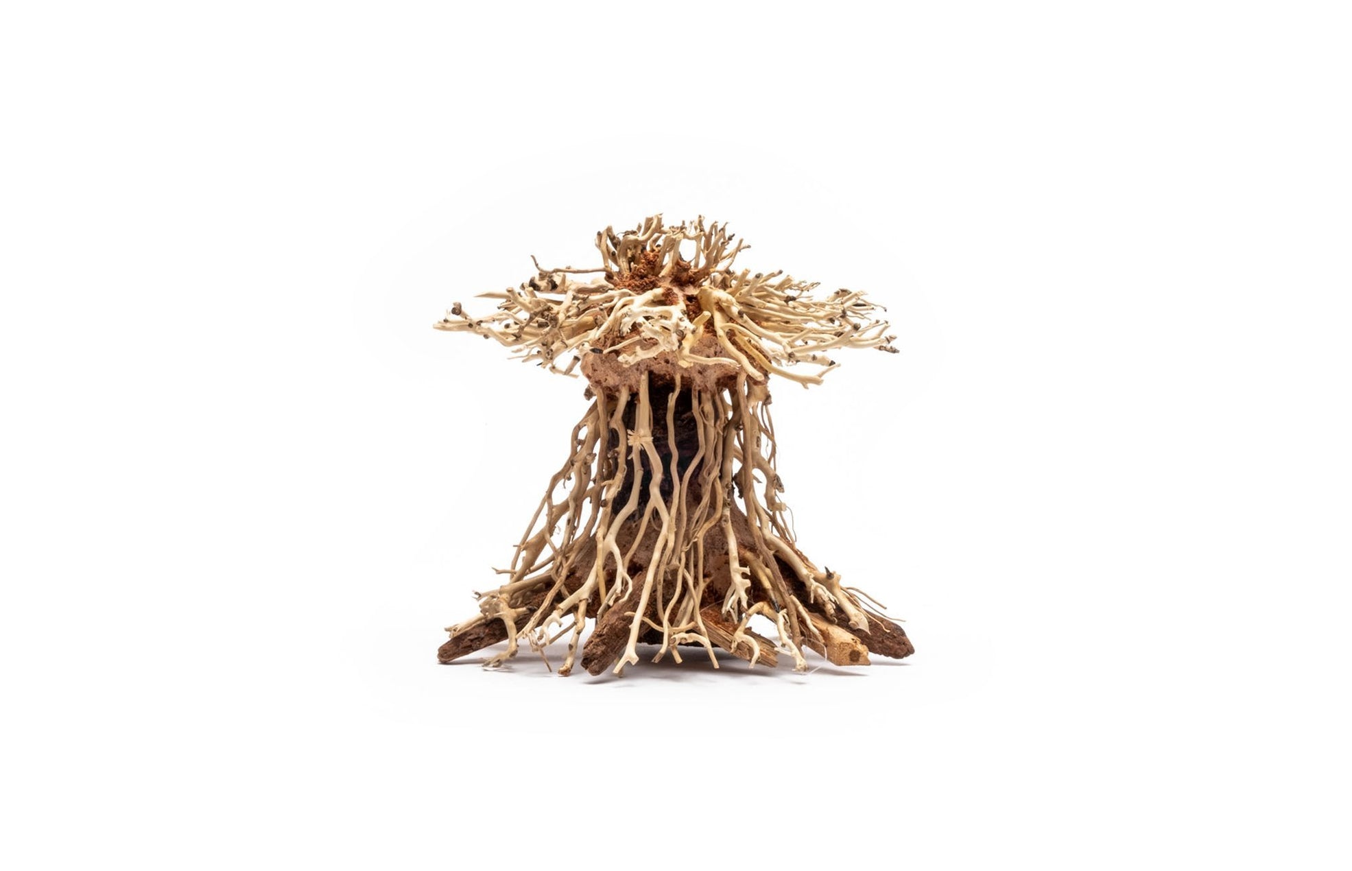 Bonsai Tree Aquarium Hardscape — Buce Plant