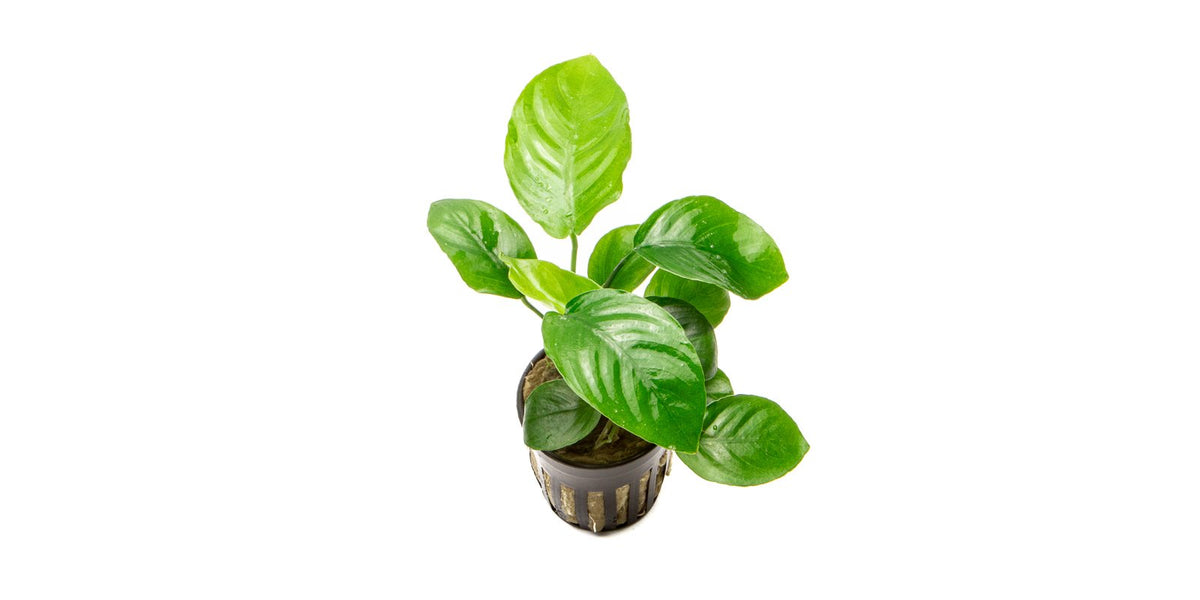 Anubias Aquarium Plant Live Mainam Anubias Barteri Broad Leaf Live ...