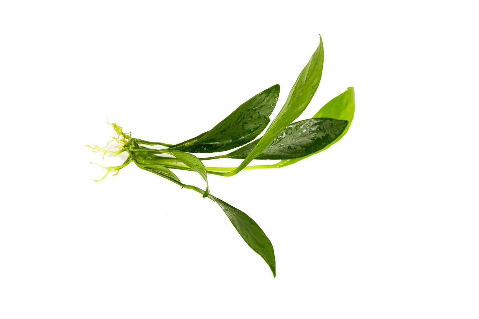 Anubias Congensis — Buce Plant