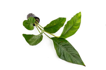 Anubias Heterophylla — Buce Plant