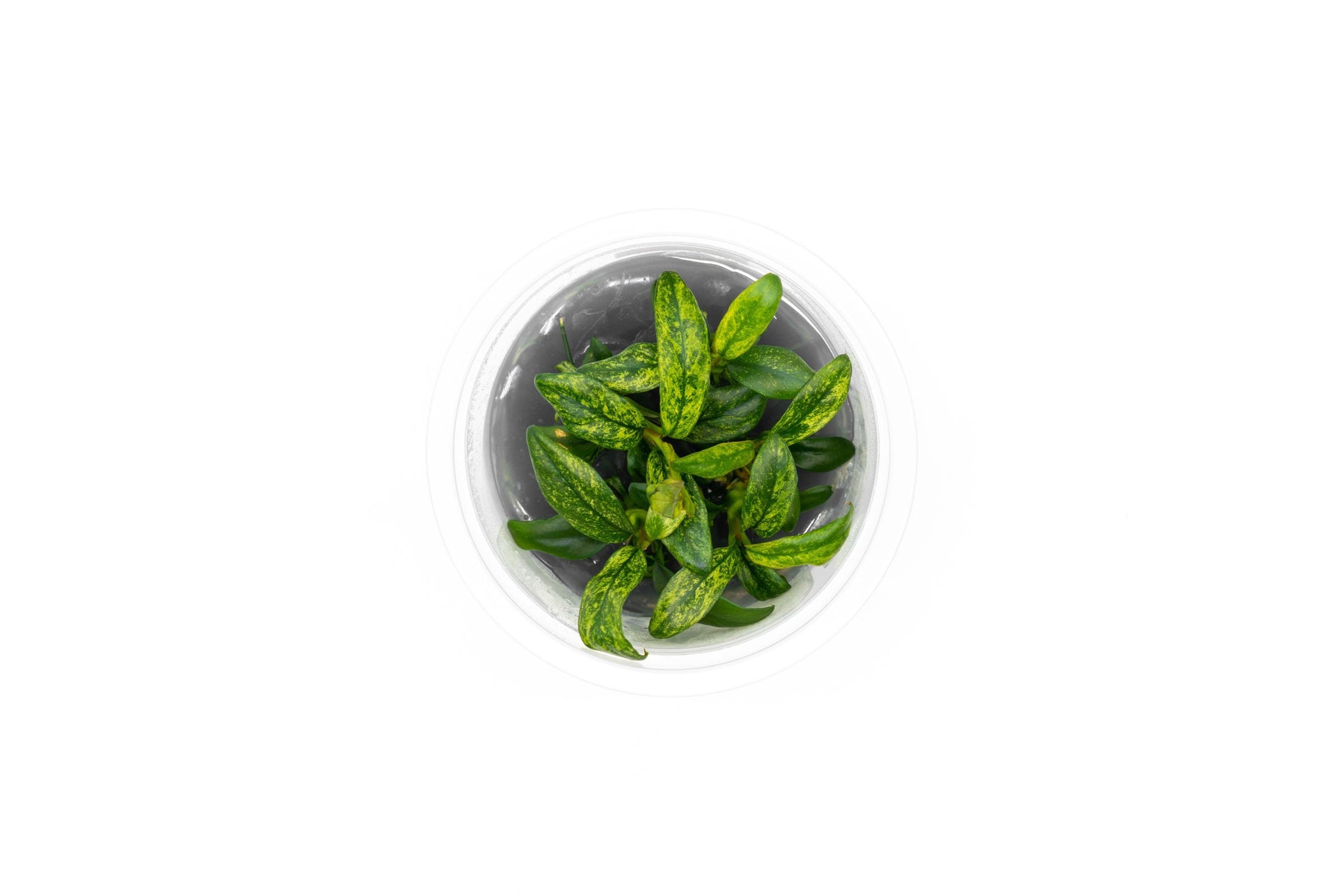 Anubias Minima Aquatic Farmer Tissue Culture — Buce Plant