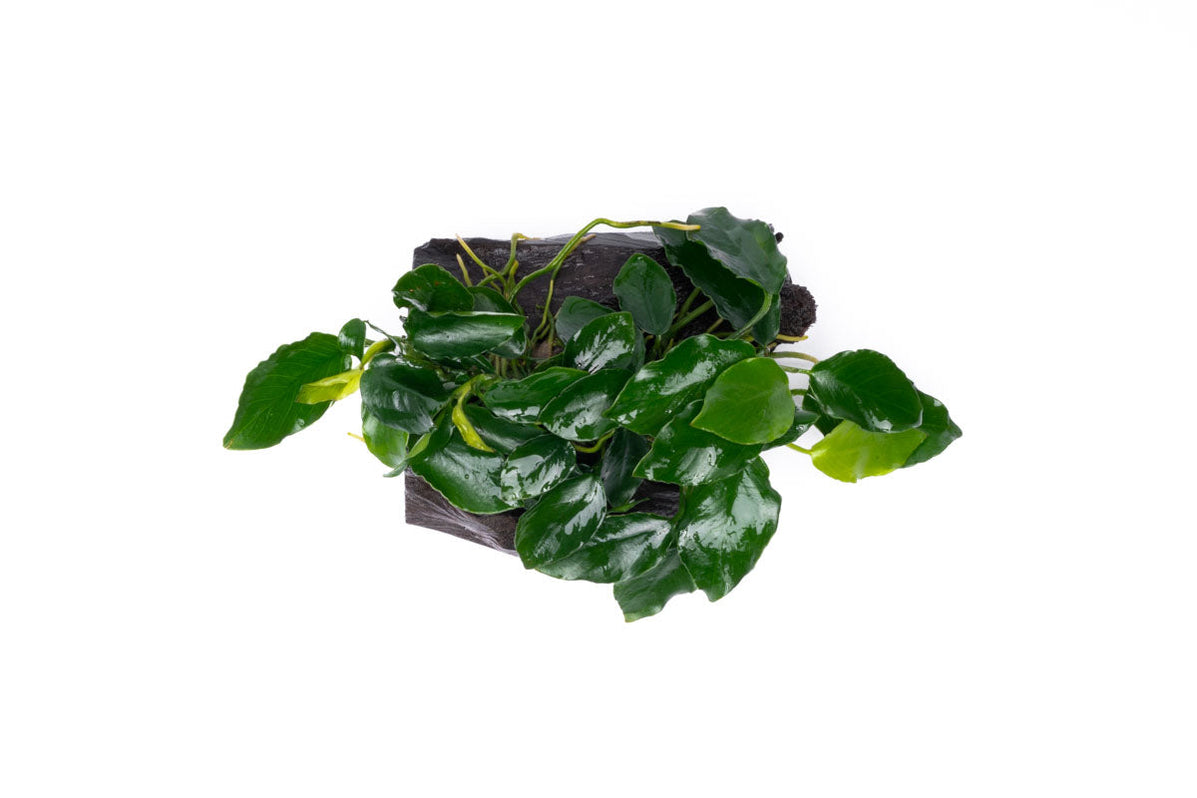Anubias Nana Long Wavy on Driftwood — Buce Plant