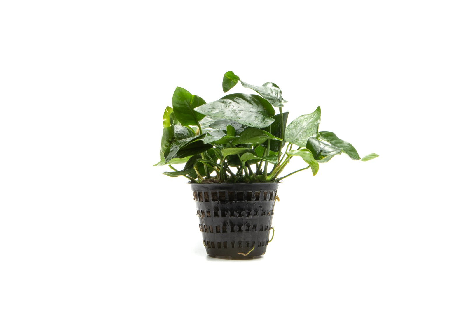 Anubias Aquarium Plants — Buce Plant