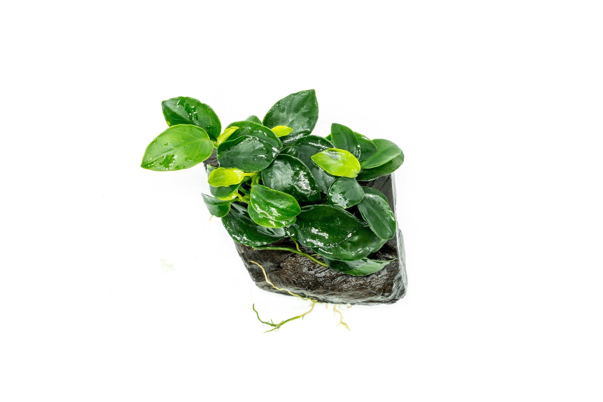 Anubias Aquarium Plants — Buce Plant