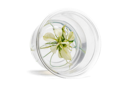 Anubias Nana Pinto Tissue Culture Aquarium Plant — Buce Plant