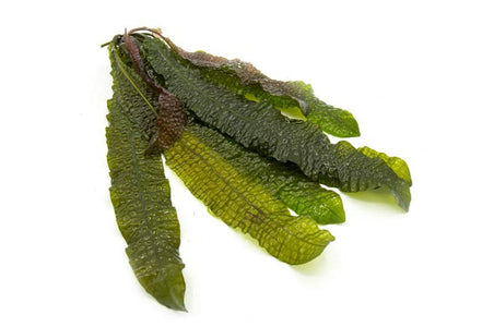 Aponogeton Boivinianus Aquarium Plant — Buce Plant