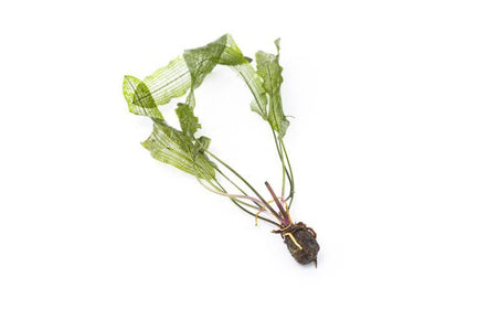 Aponogeton Henkelianus Aquarium Plant — Buce Plant