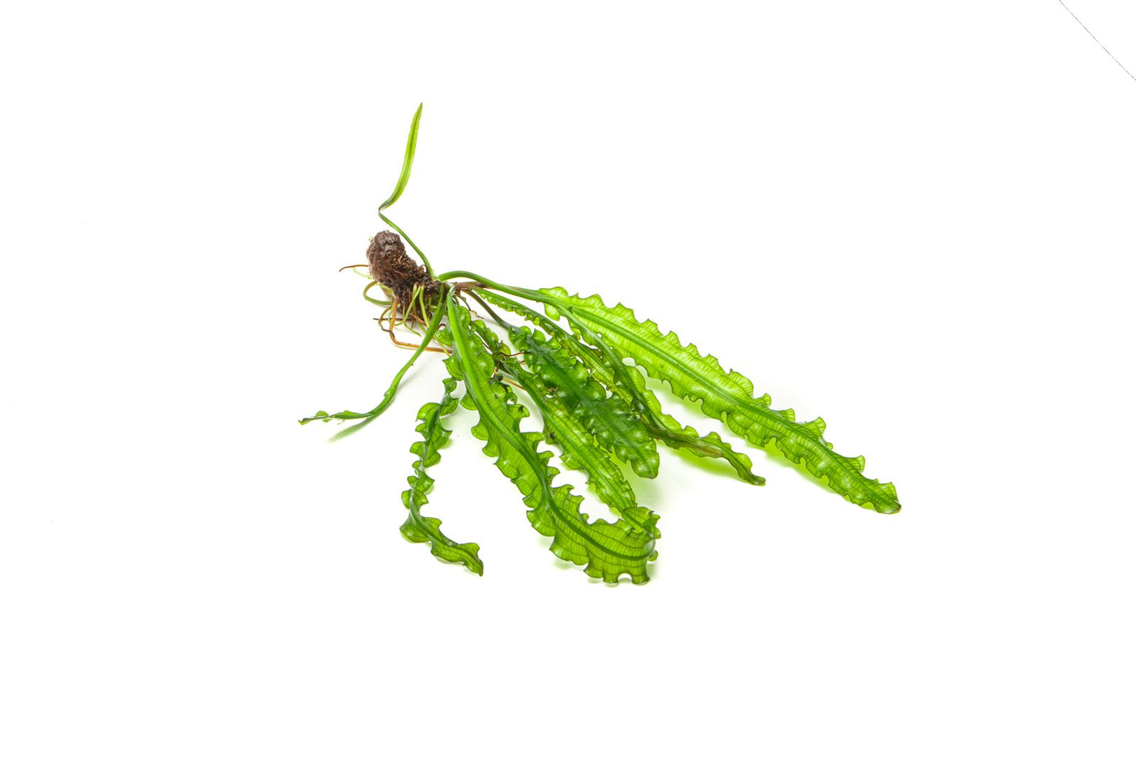 Aponogeton Longiplumulosus Aquarium Plant — Buce Plant