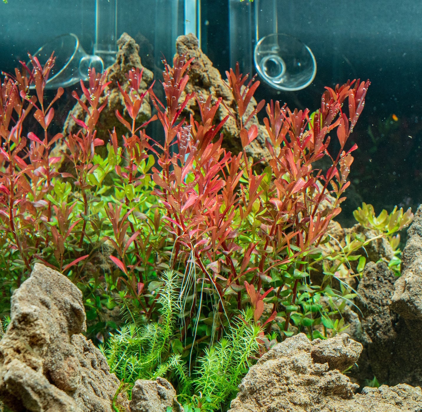 Aquario Neo Outlet - Filtration Attachment for Aquario Neo Flo — Buce Plant