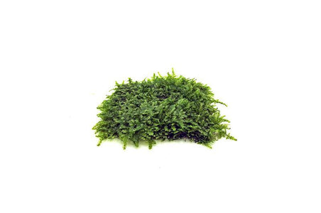 Aquarium Moss Collector Pack — Buce Plant