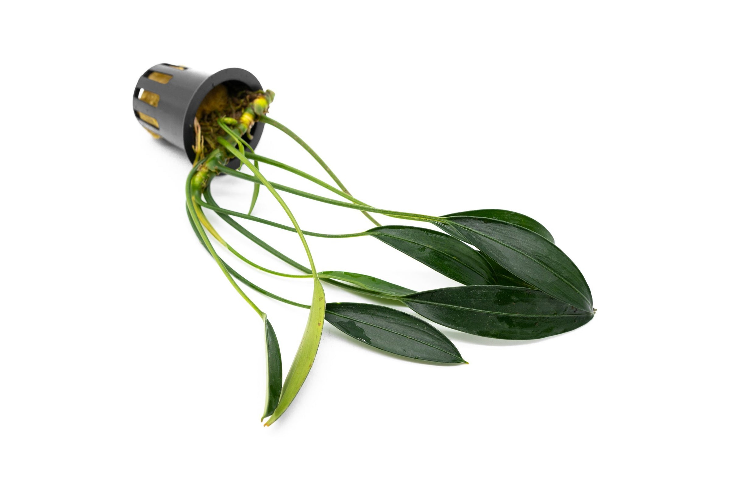 Aridarum Caulecens Sp. White Fang Aquarium Plant — Buce Plant