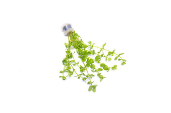 Bacopa Australis Aquarium Plant — Buce Plant
