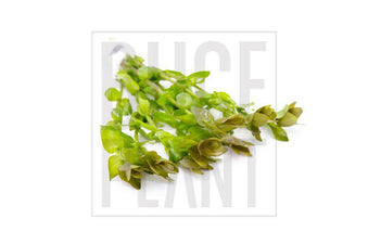 Bacopa Caroliniana Red Aquarium Plant — Buce Plant