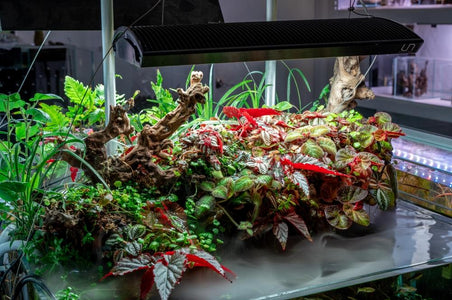 Begonia Arabian Sunset — Buce Plant