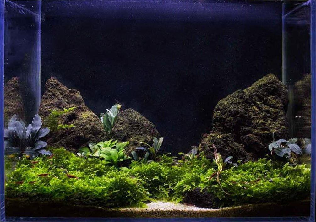 Black Lava Rock Aquarium Hardscape — Buce Plant
