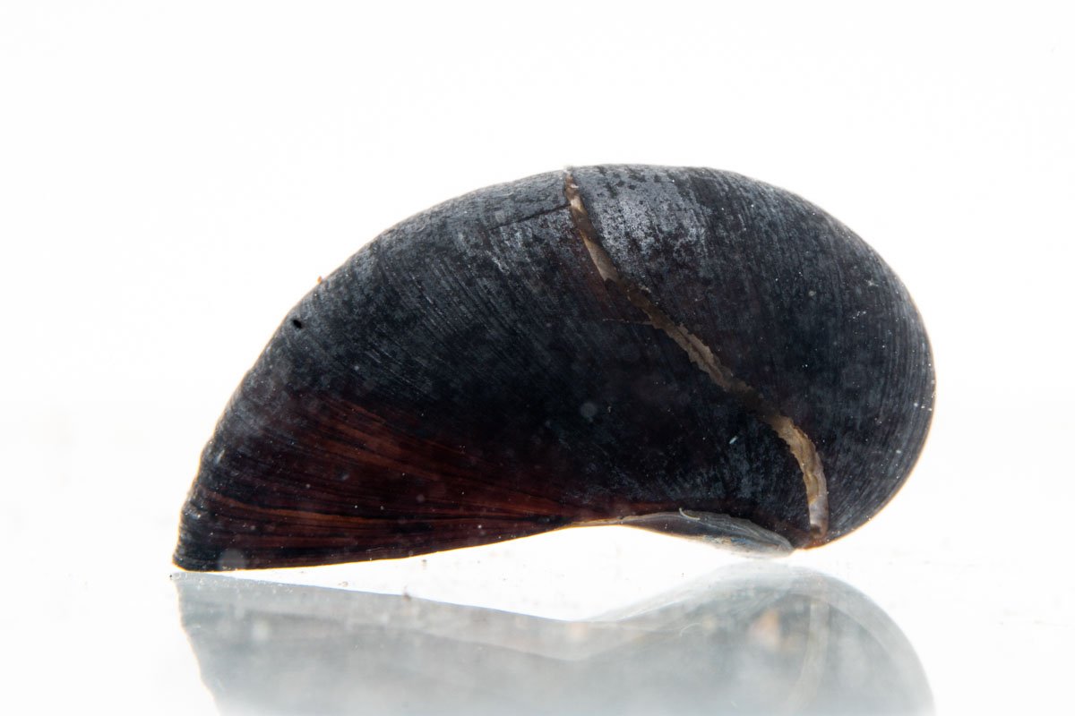Black Military Helmet Snail Freshwater Ornamental Snail — Buce Plant