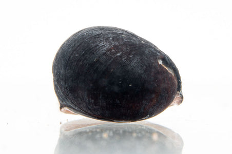 Black Military Helmet Snail Freshwater Ornamental Snail — Buce Plant