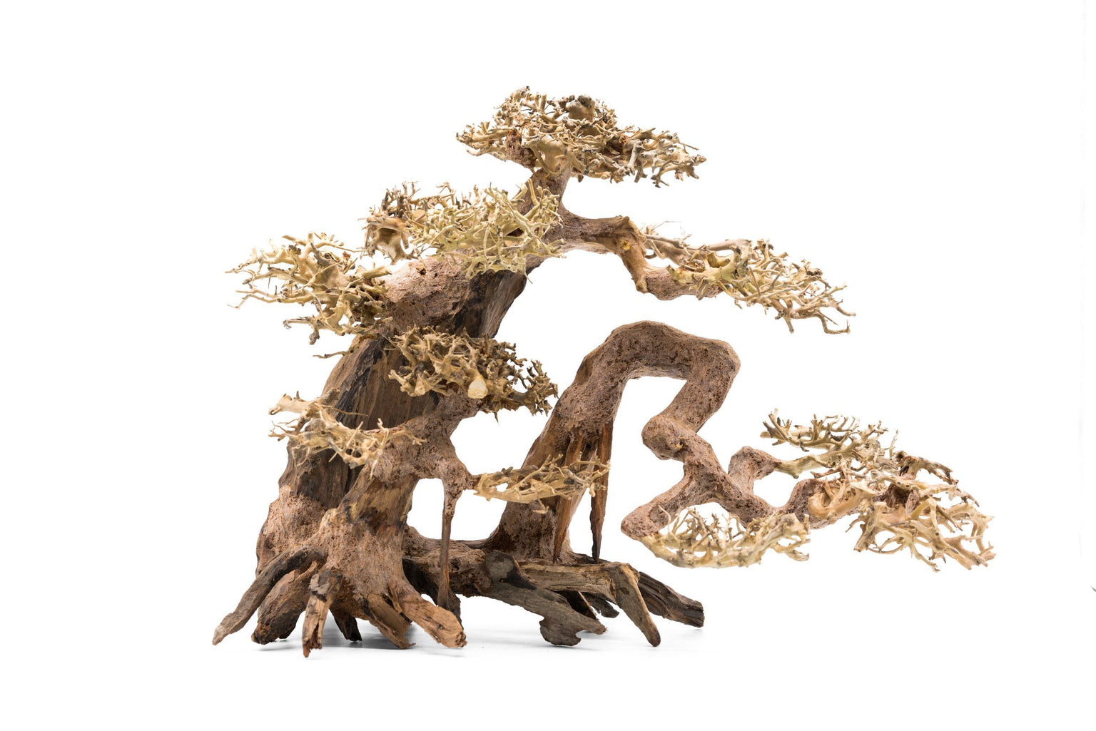Bonsai Tree Aquarium Hardscape — Buce Plant