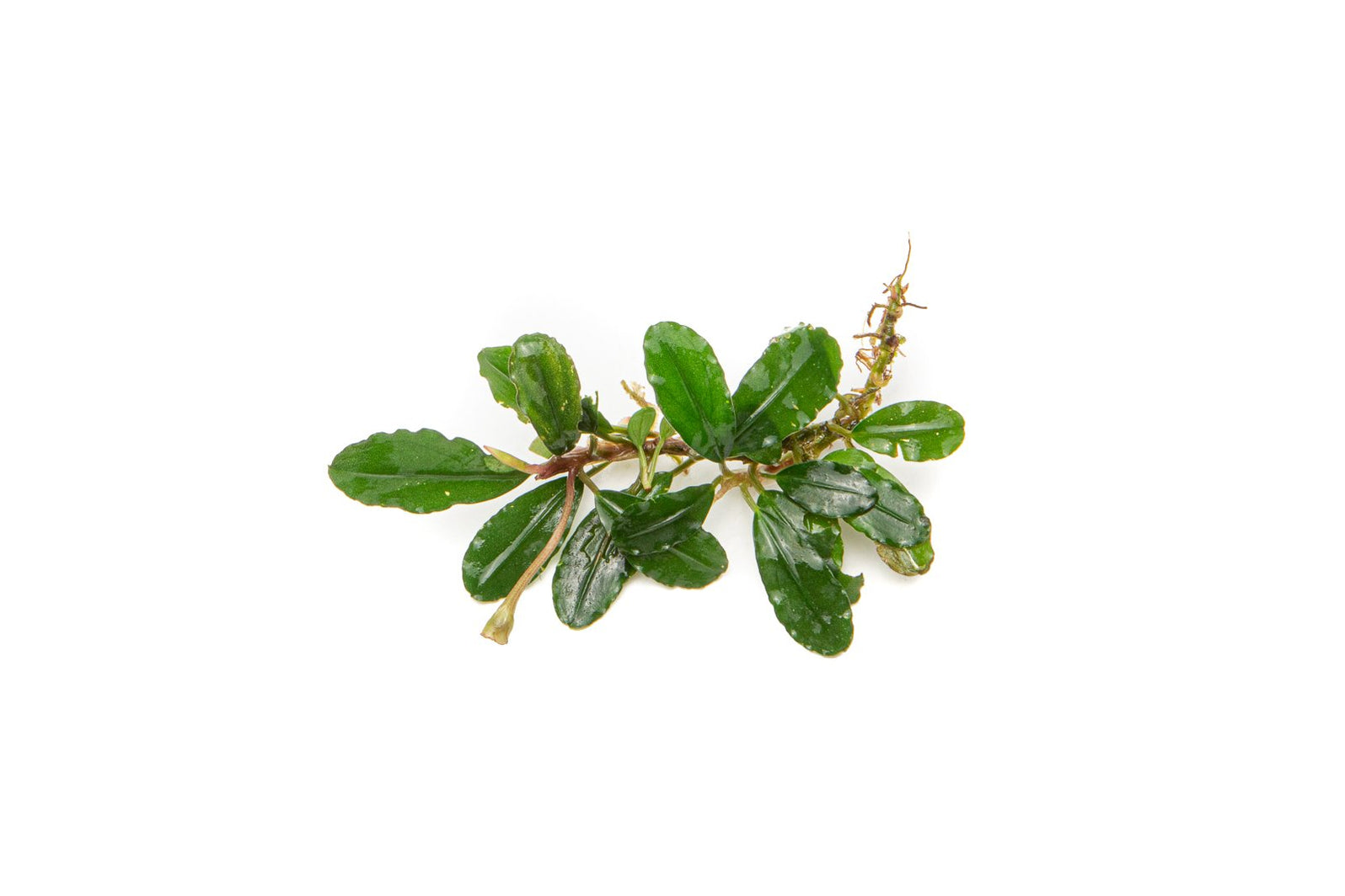 Bucephalandra Brownie Firebird — Buce Plant