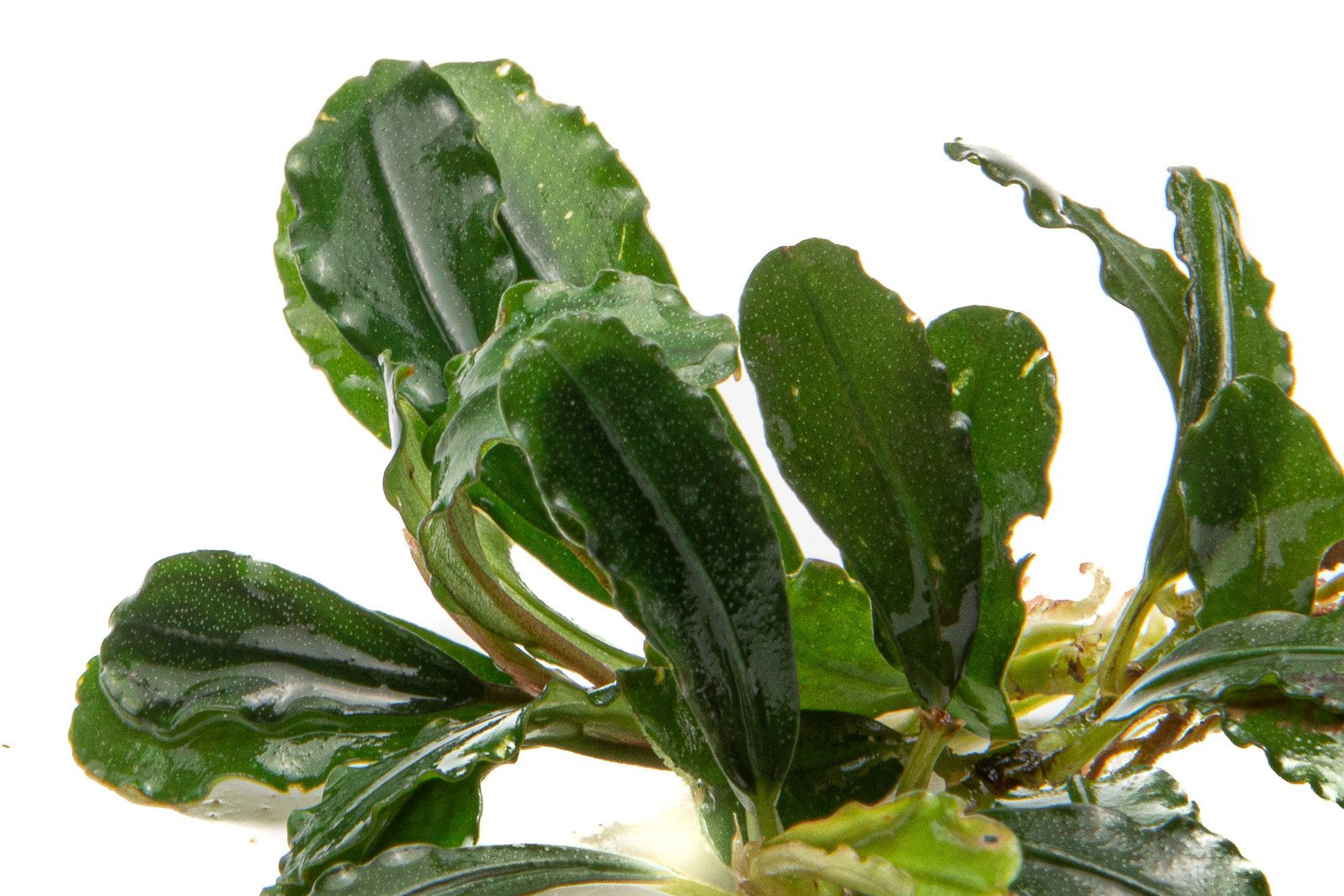 Bucephalandra Brownie Phantom — Buce Plant