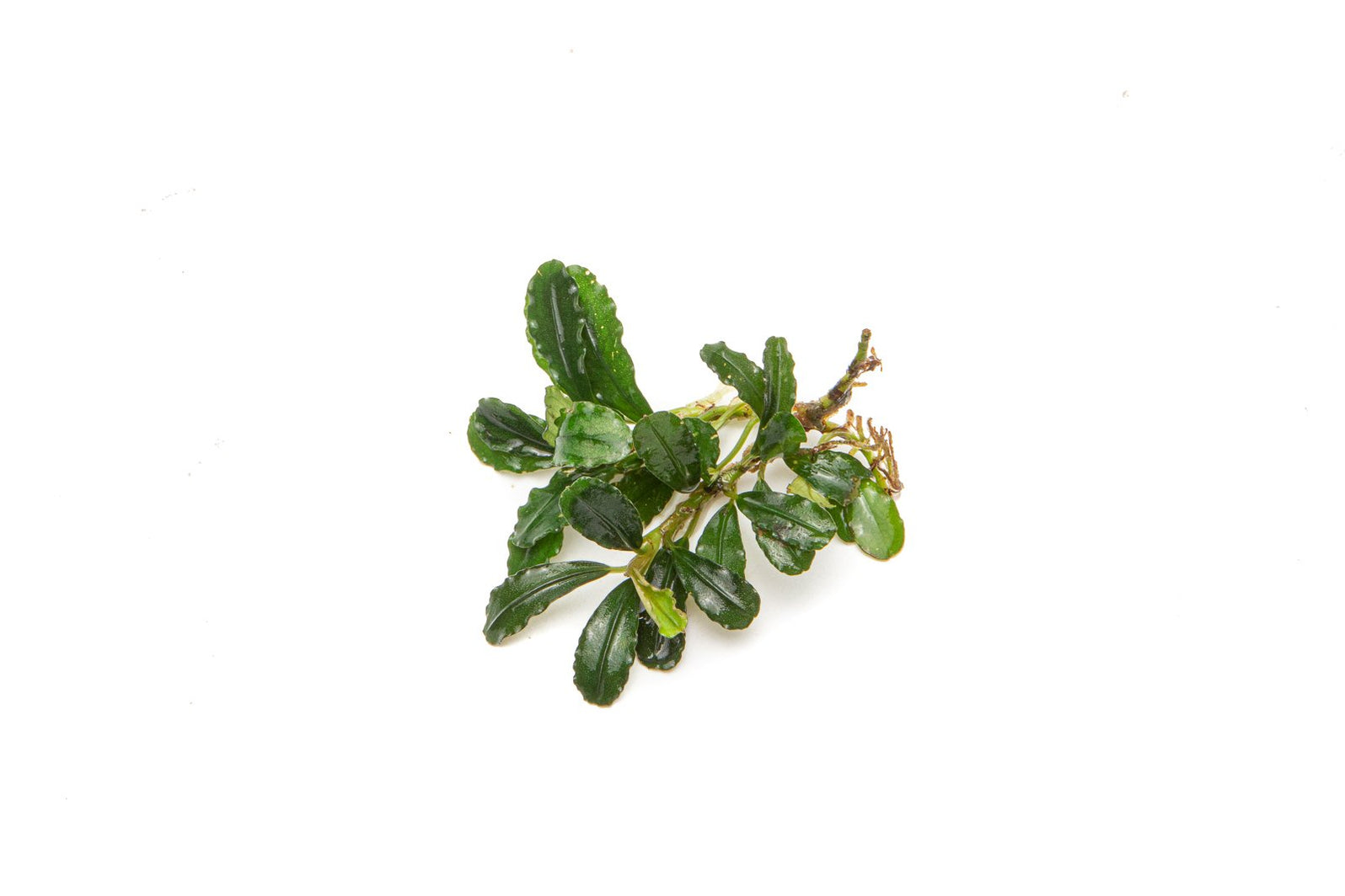 Bucephalandra Brownie Phantom — Buce Plant