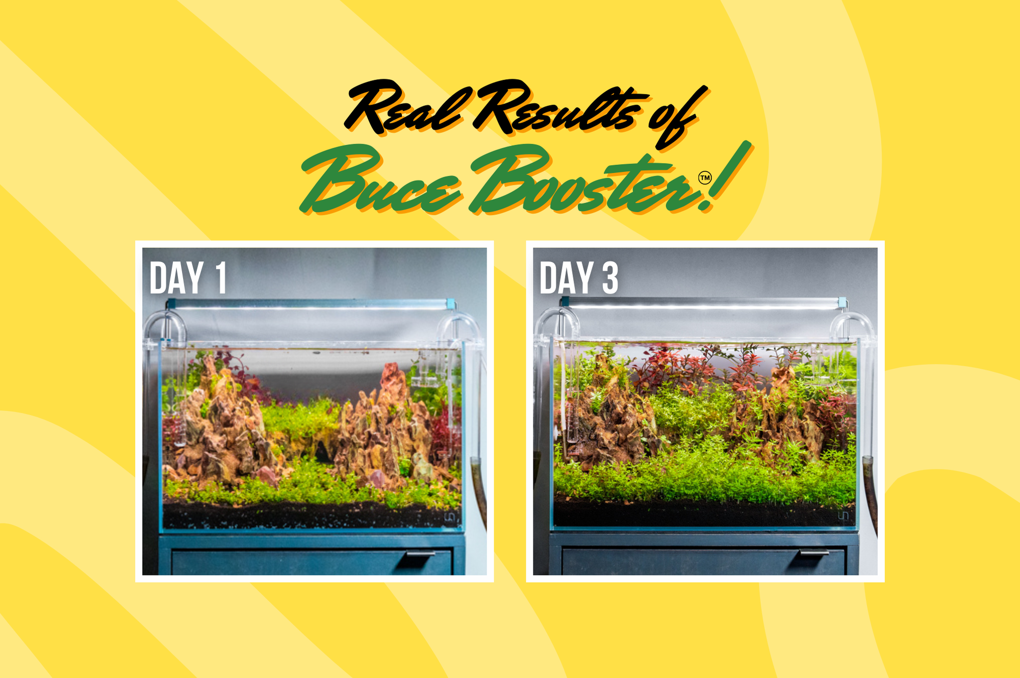 Buce Booster - Aquarium Plant Super Serum — Buce Plant