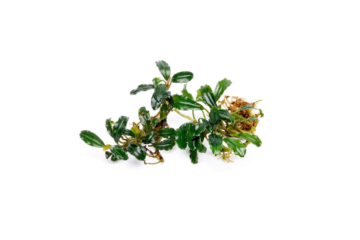 Bucephalandra Arrogant Blue Aquarium Plant — Buce Plant