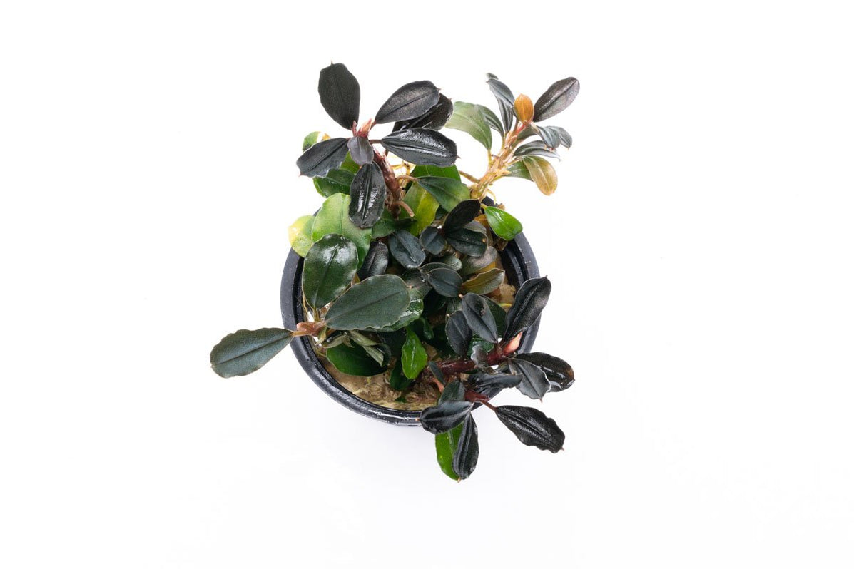Bucephalandra Arrogant Blue Potted - Aquarium Plant — Buce Plant