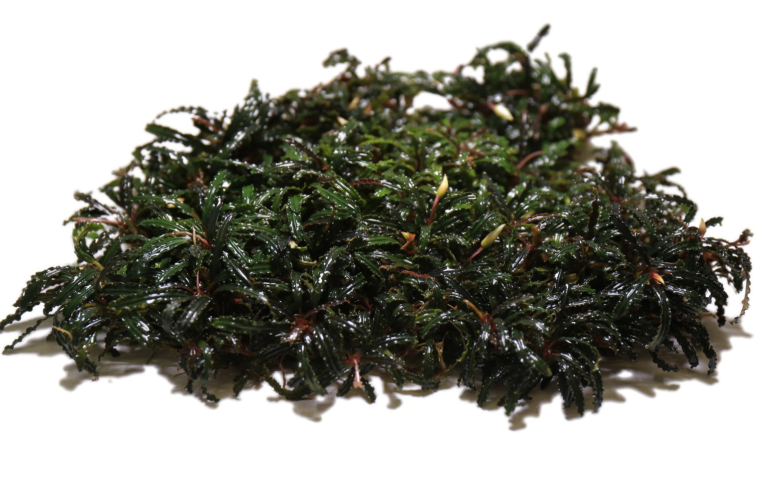 Bucephalandra Available — Buce Plant