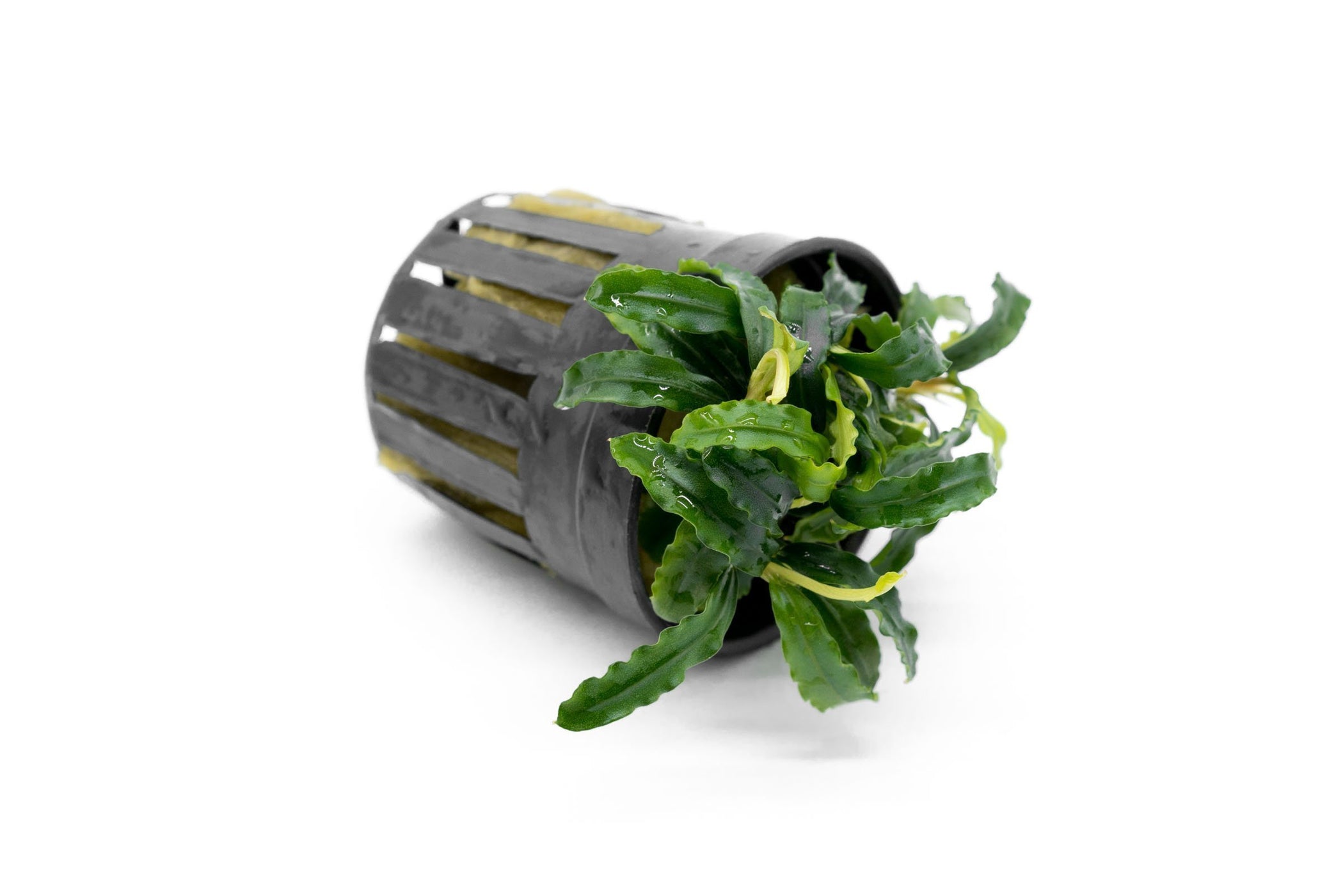 Bucephalandra Biblis Blue Sky Aquarium Plant — Buce Plant