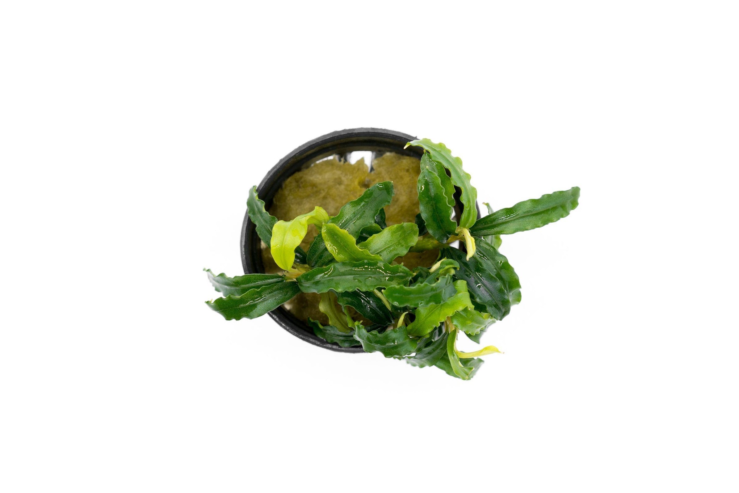 Bucephalandra Biblis Blue Sky Aquarium Plant — Buce Plant