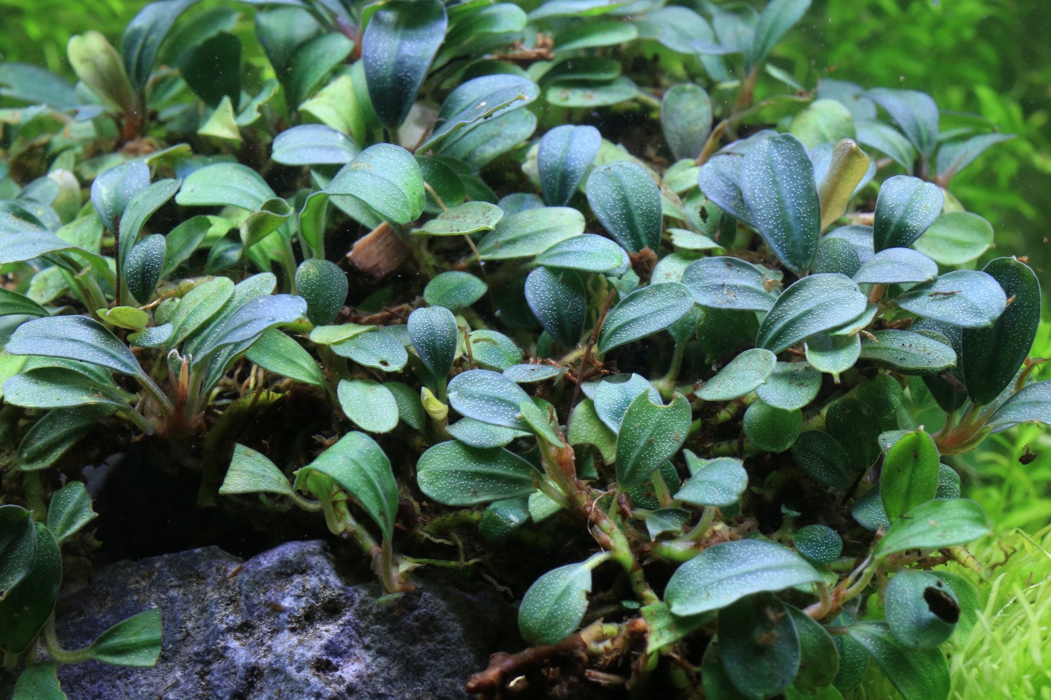 Bucephalandra Black Pearl Aquarium Plant — Buce Plant