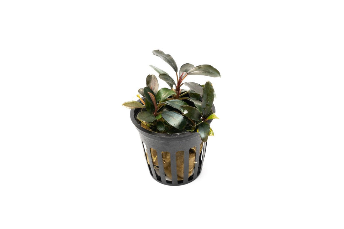 Bucephalandra Black Pearl Potted Aquarium Plant — Buce Plant