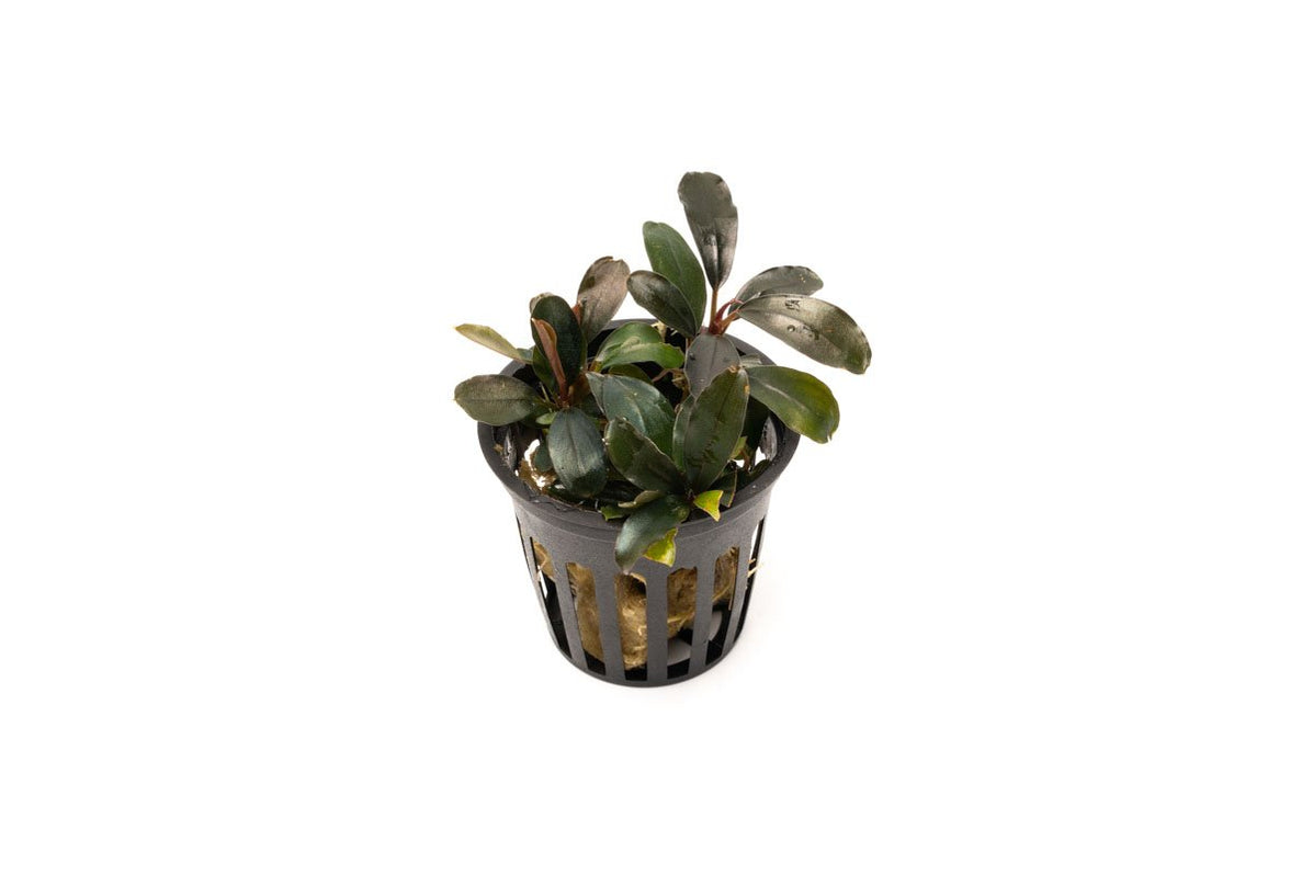Bucephalandra Black Pearl Potted Aquarium Plant — Buce Plant