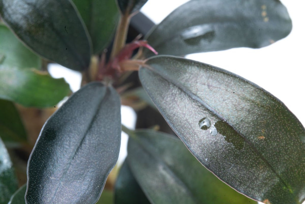 Bucephalandra Aquarium Plants — Buce Plant
