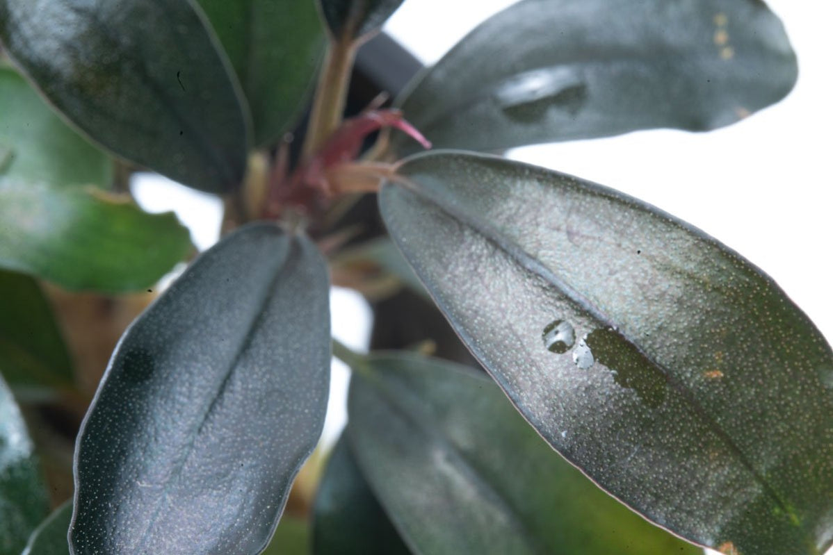 Bucephalandra Aquarium Plants — Buce Plant