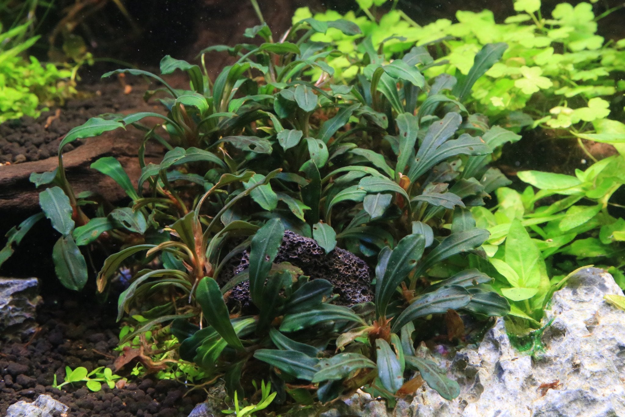 Bucephalandra Black Tears Aquarium Plant — Buce Plant