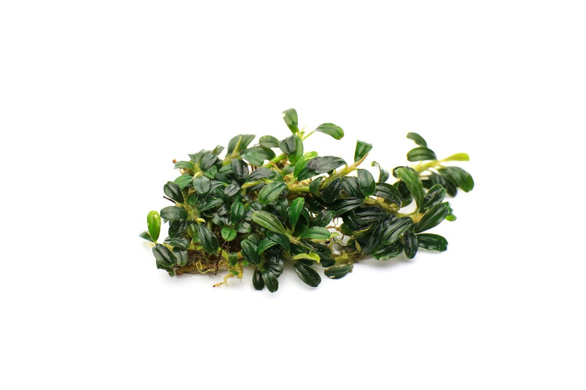 Bucephalandra Black Tears Aquarium Plant — Buce Plant