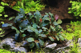 Bucephalandra Bronze Red — Buce Plant