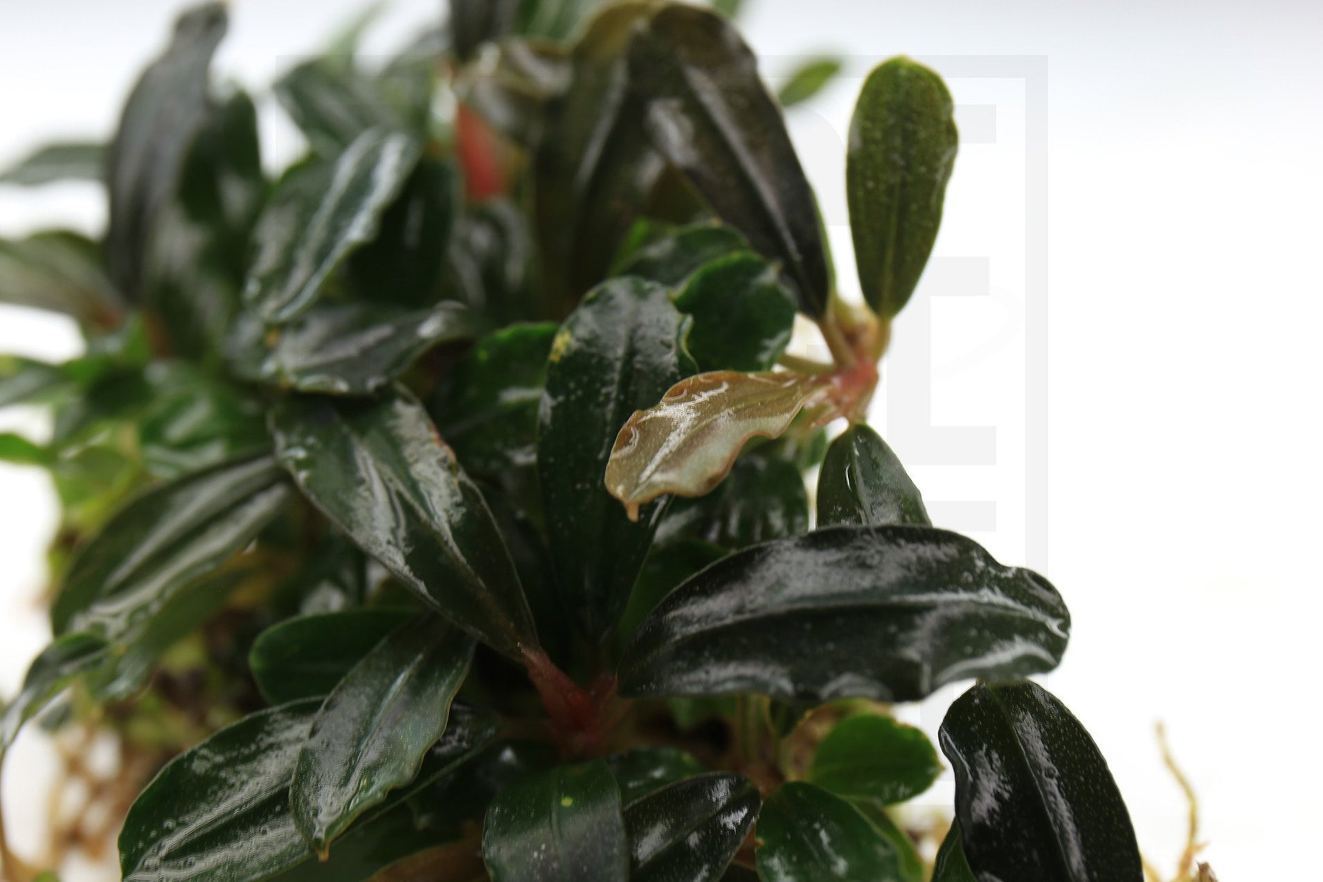 Bucephalandra Brownie Blue — Buce Plant